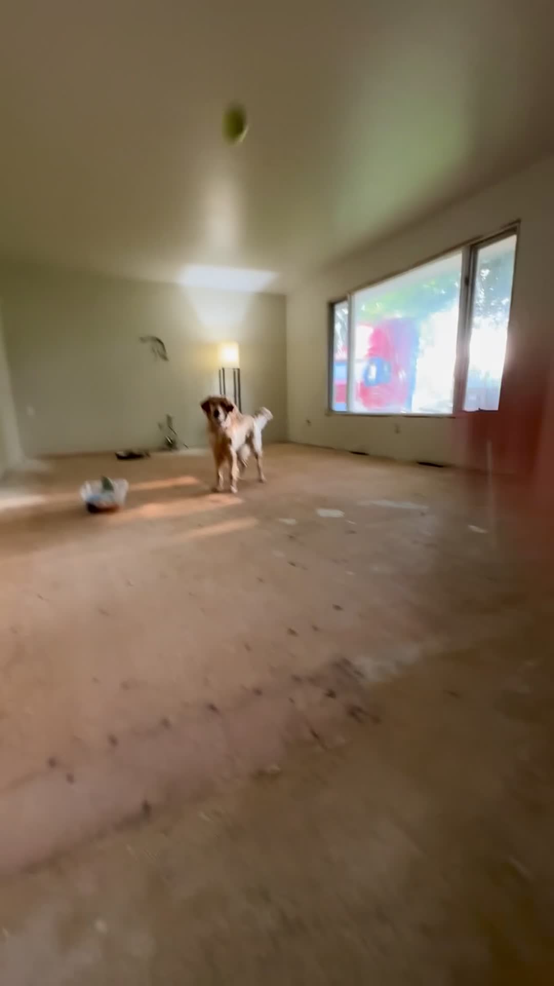 Playful dog shows off impressive fetch skills