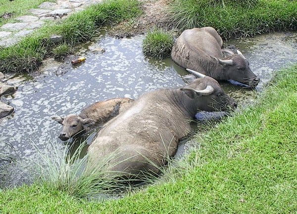 10 incredible African buffalo facts, including why they’re among Africa ...