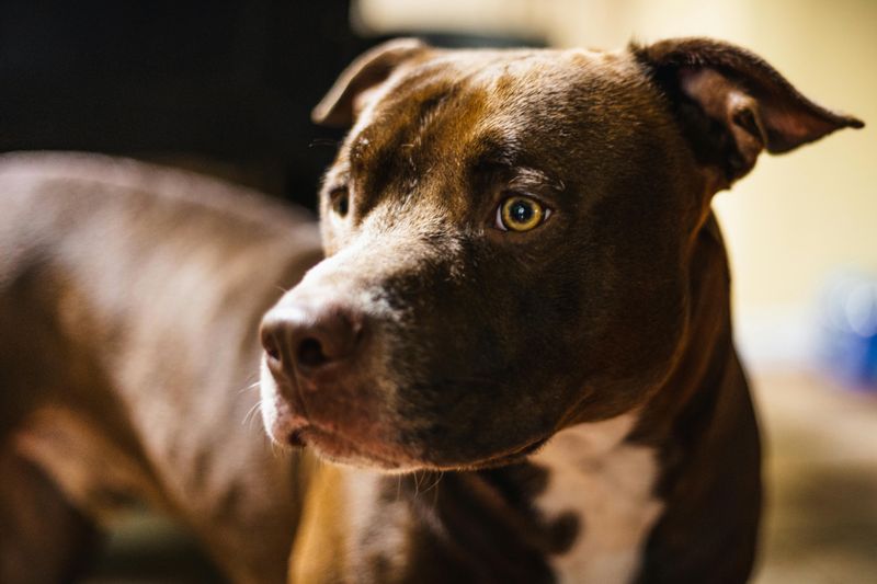 13 dog breeds that can turn aggressive without proper socialization