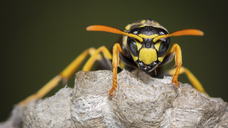 Huge mistakes that are attracting wasps to your yard
