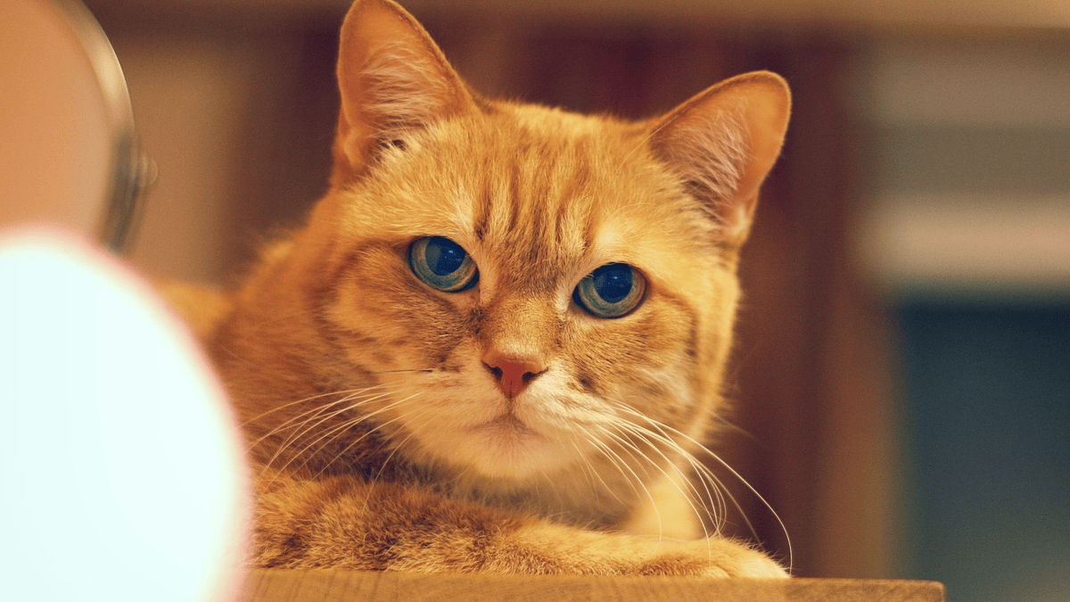 6 sweet signs you're an excellent cat owner, according to a vet
