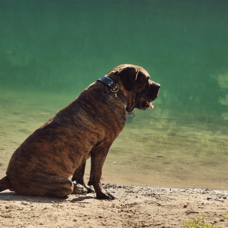 9 strong and aggressive dog breeds recommended only for experts ...