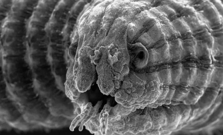 After 46,000 years in deep freeze, this creature came back to life and ...