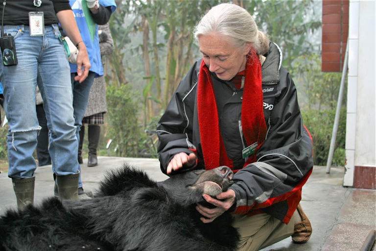 Jane Goodall became guardian to a bear saved from 'terrible pain ...