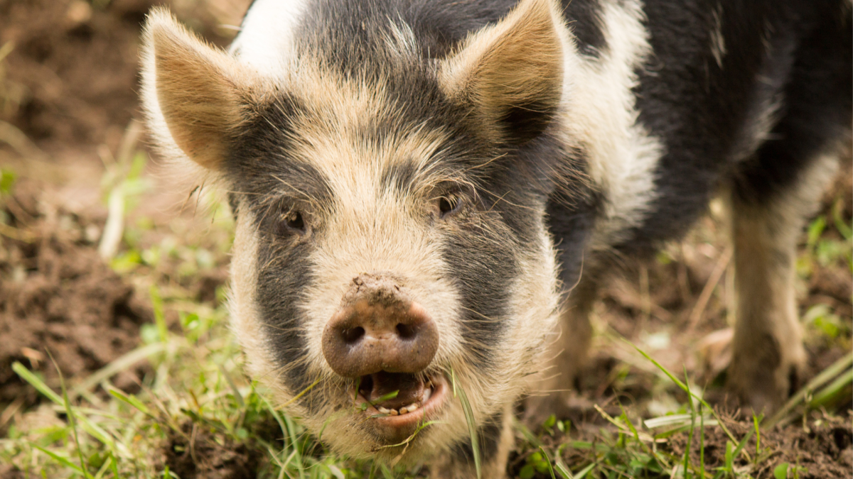Jumping pig scaring mom during food drop off is too funny