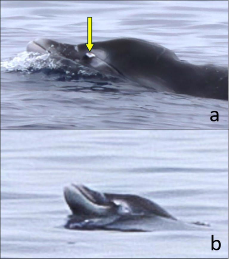 Scientists capture first-ever photos of an elusive beaked whale that ...