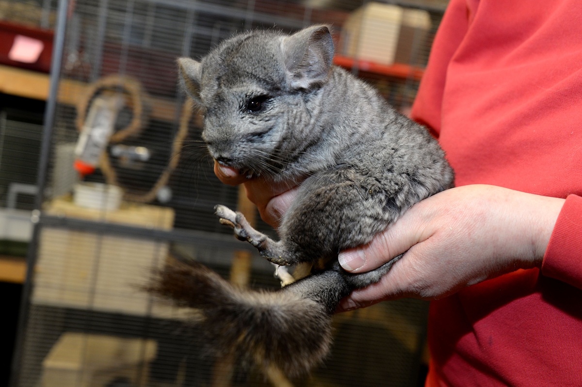 „Emily hatte so viel Pech“ – trauriges Schicksal im Tierheim Berlin ...