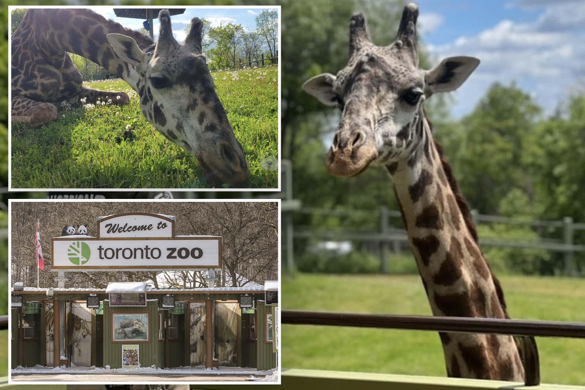 Magnificent giraffe dies after tragic freak accident at Toronto Zoo