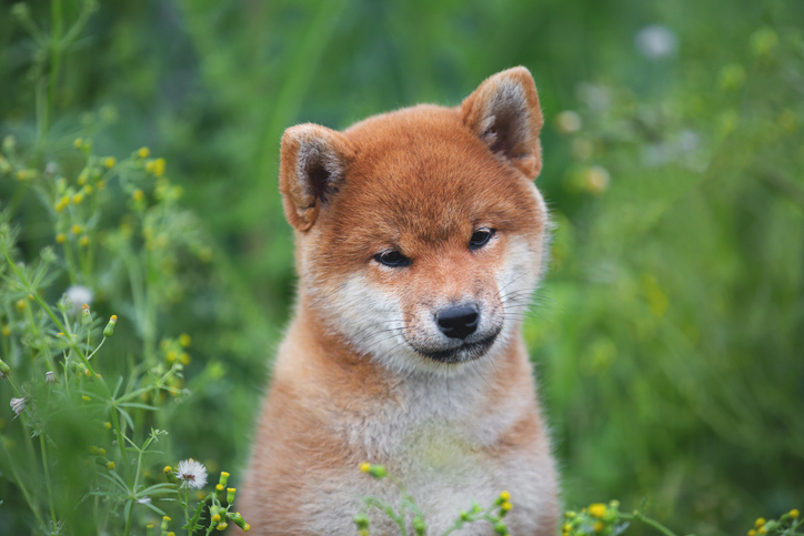 Shiba Inu is mooning today: Why this top meme token surged more than 15 ...