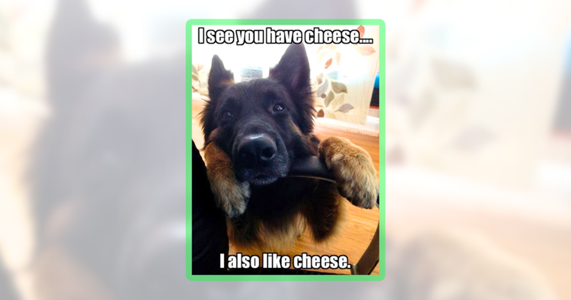 30 doggo memes for dog pawrents who need some tail-wagging joy