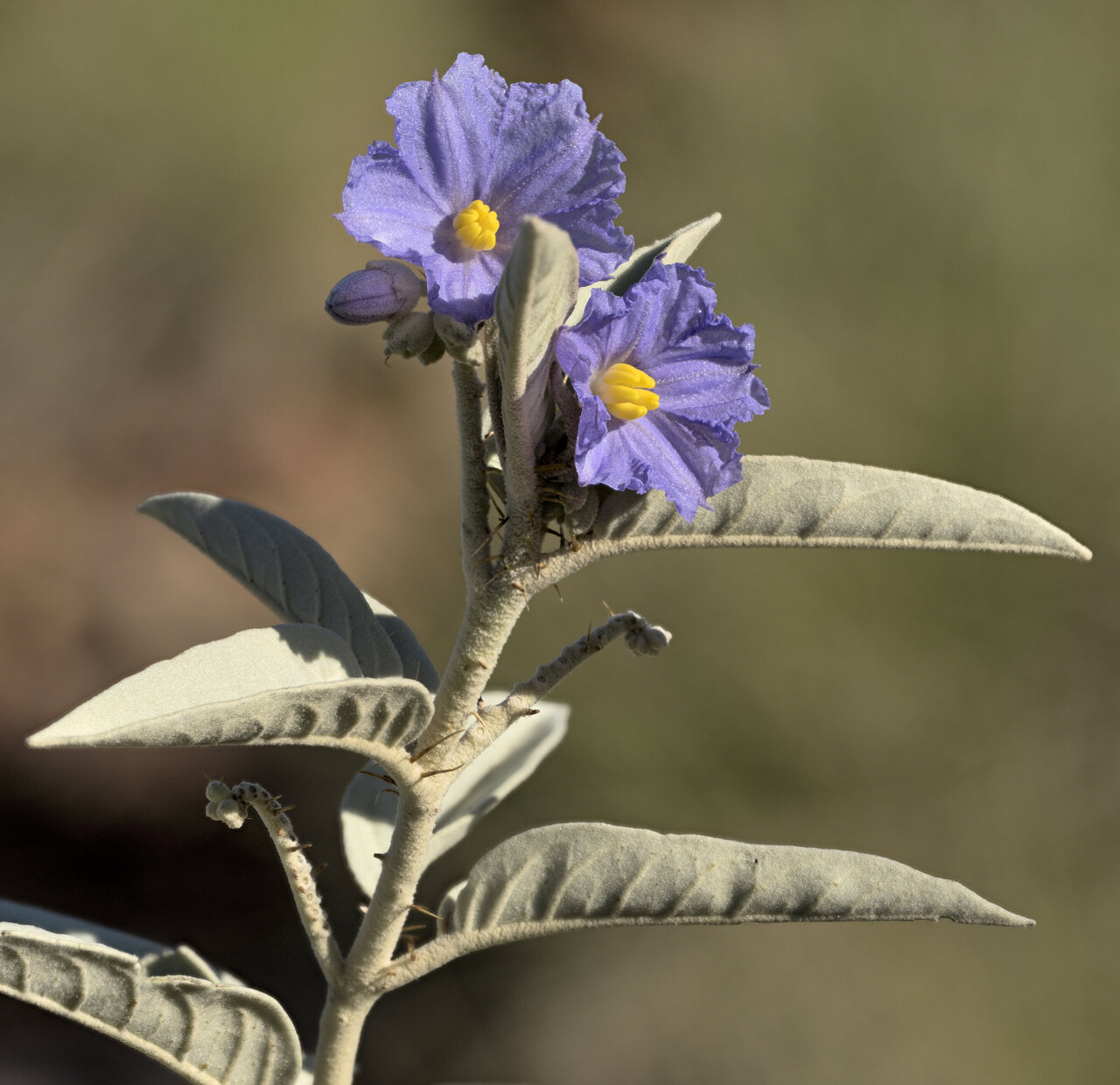 New species of bush tomato with visible nectar glands discovered in the ...