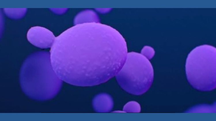 Drug-resistant Candida auris fungus rises in Connecticut