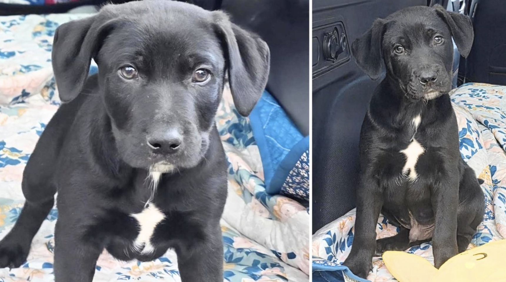 Little 10-week-old puppy who was born to a feral mom is now searching ...