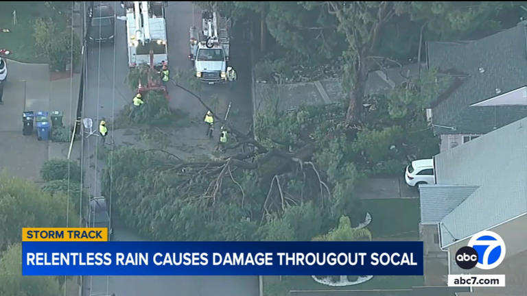 Van Nuys residents on edge after tree falls, knocking down power lines