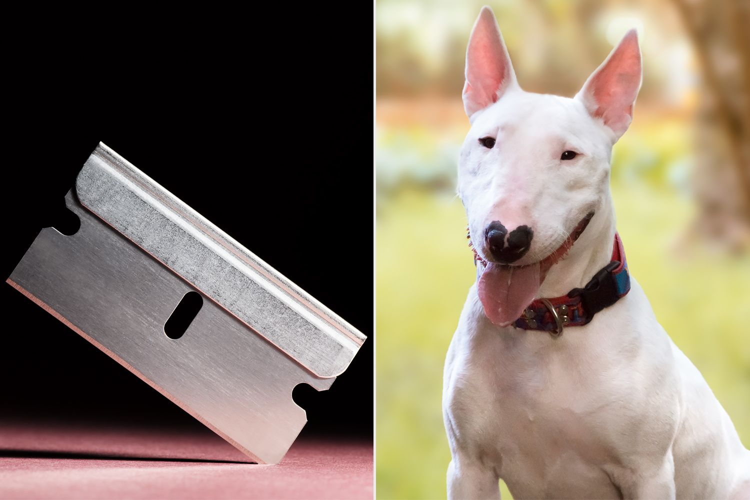 Brave puppy survives emergency surgery on New Year's Eve after ...