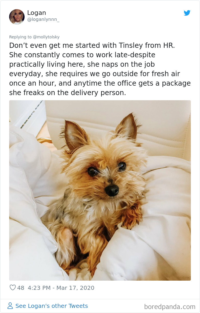 Someone suggests that couples working from home should blame things on ...