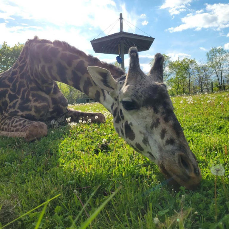 Magnificent giraffe dies after tragic freak accident at Toronto Zoo