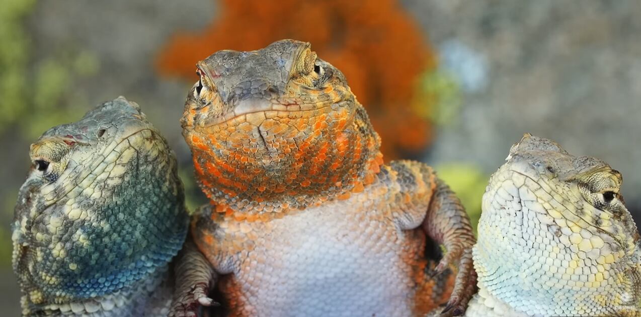 Lizards' rock-paper-scissors mating strategy driven by genetics