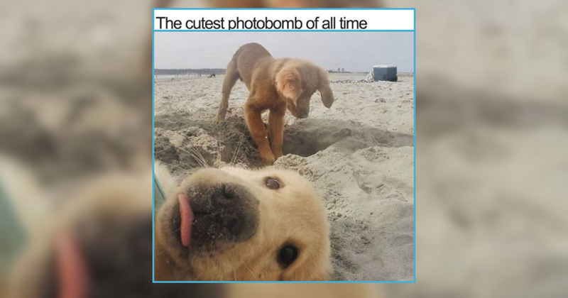 27 derpy and delightful doggos harking back to the early days of ...