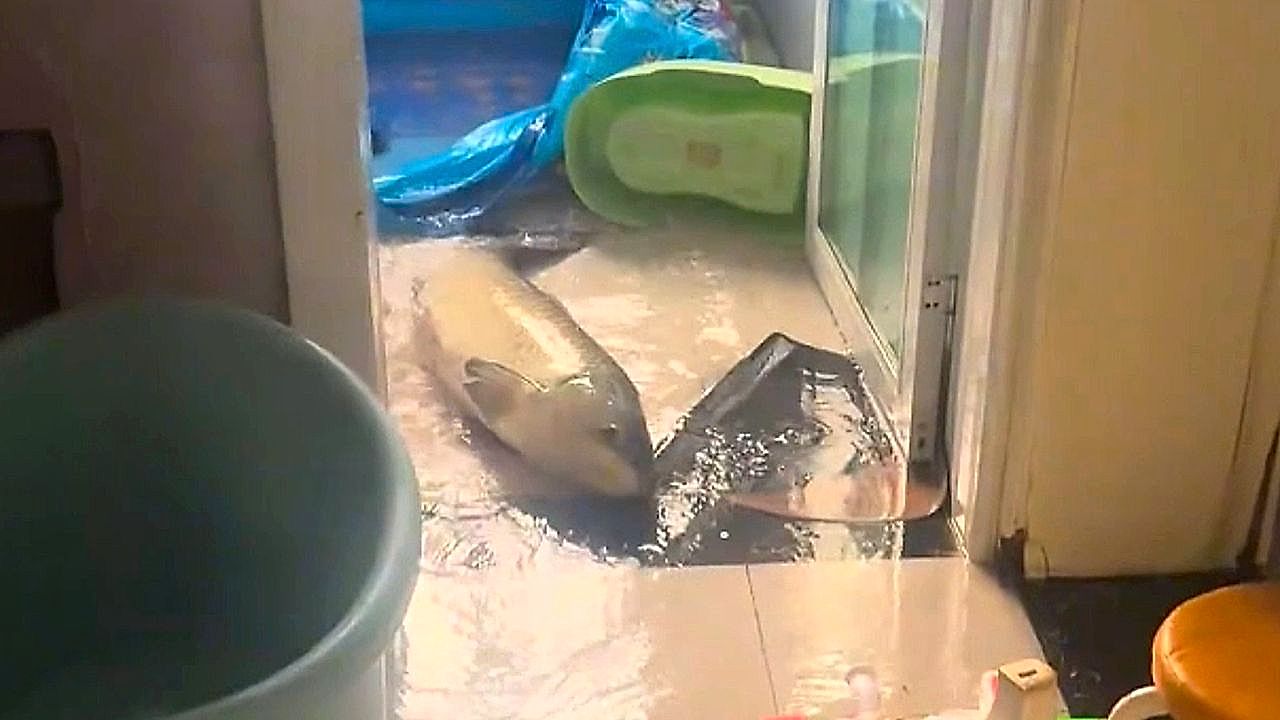 Runaway giant fish turns home into slippery chaos