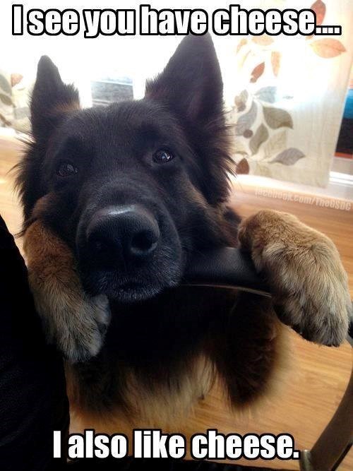 30 doggo memes for dog pawrents who need some tail-wagging joy