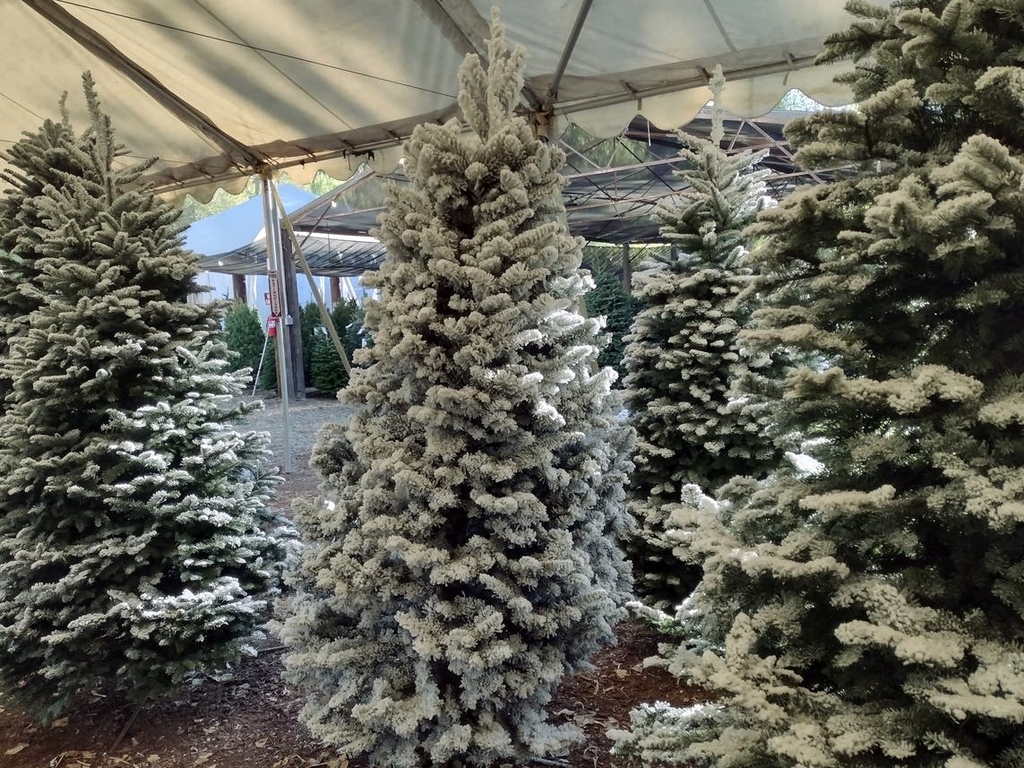 Waste Management offers Christmas tree pick-up for Lemont