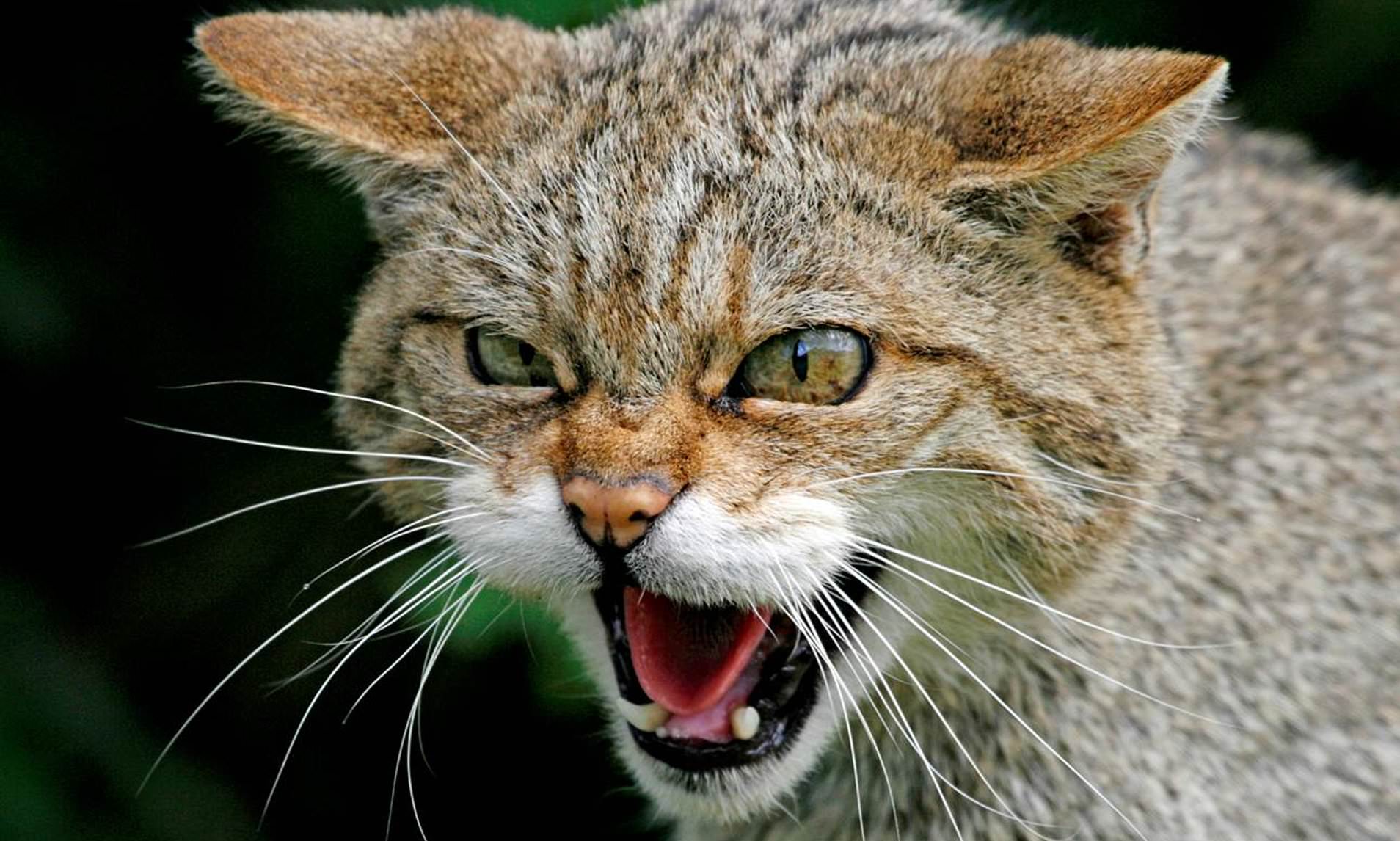 Could LYNX be reintroduced in Scotland? Charities make fresh call to ...
