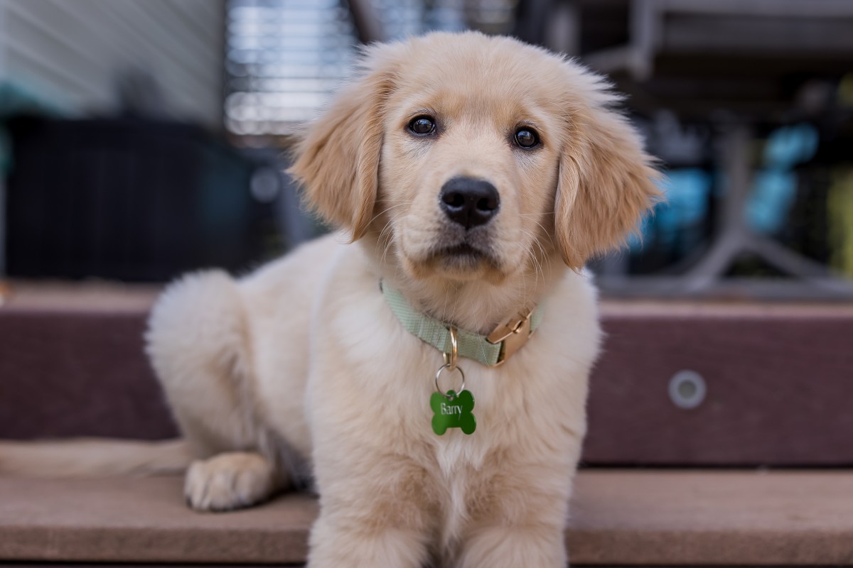Golden retriever puppy playing with the doorstop is the only show we're ...