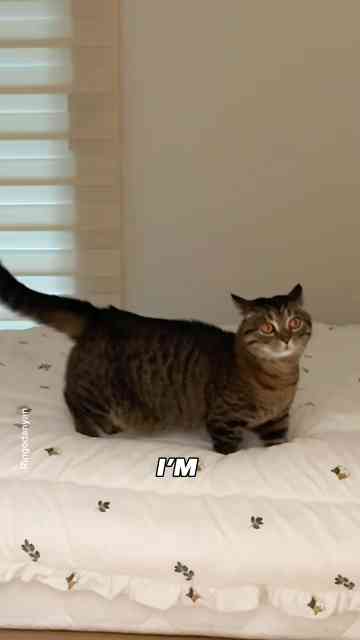 Muscle cat – meet the strongest cat on the planet