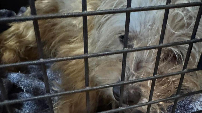 Desperate times for Bowes Animal Rescue as emergency vet bills threaten ...