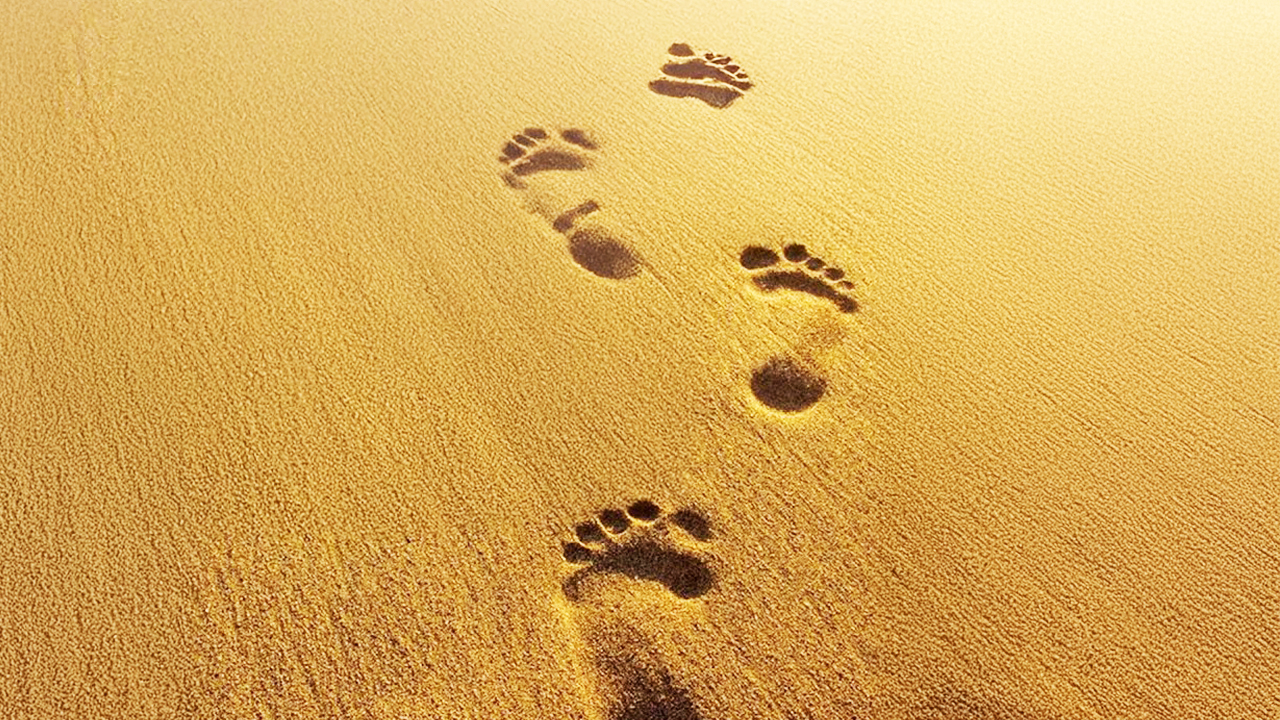 295,800-year-old human footprints discovered in Spain