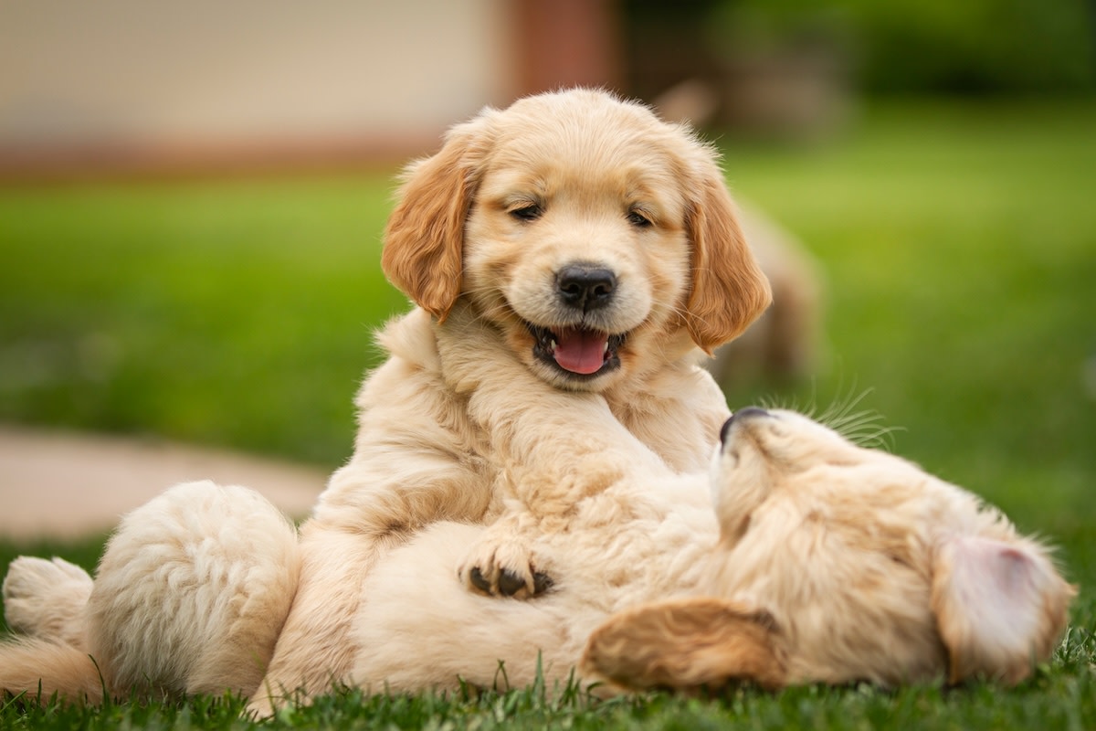 Golden retriever puppy and vizsla team up to cause the cutest chaos