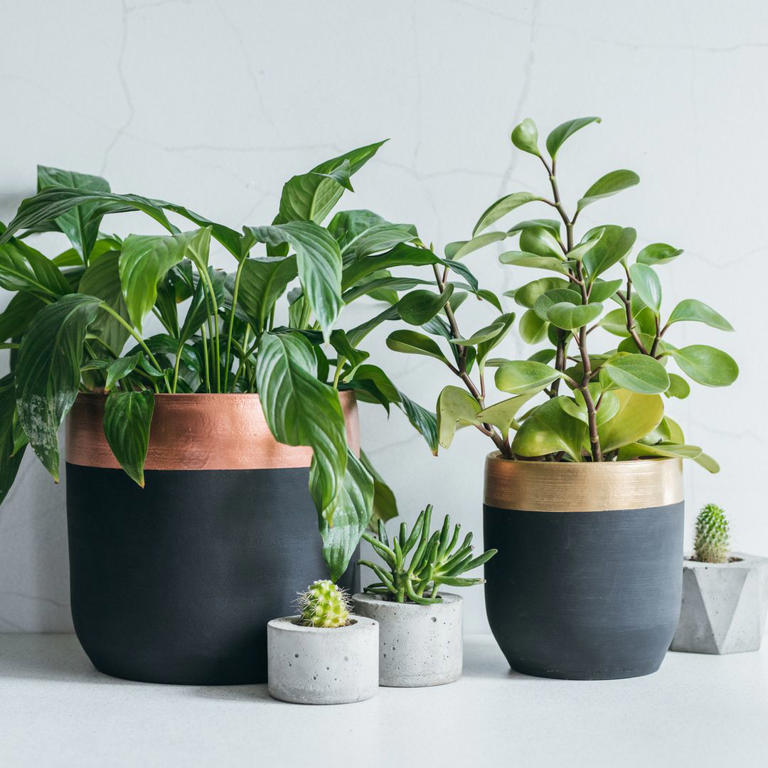 Plants made simple: How to create a 'green corner' that instantly ...