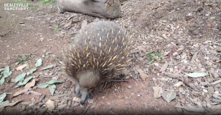 Echidna enjoys ball pit