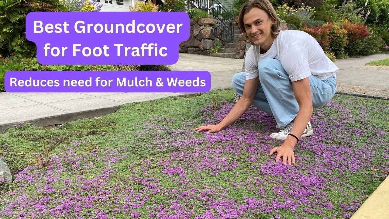 Great groundcovers - creeping thyme update in 3rd year (Thymus) & how ...