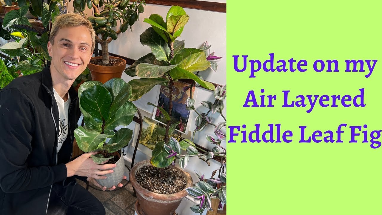 Air layer propagation update - fiddle leaf fig
