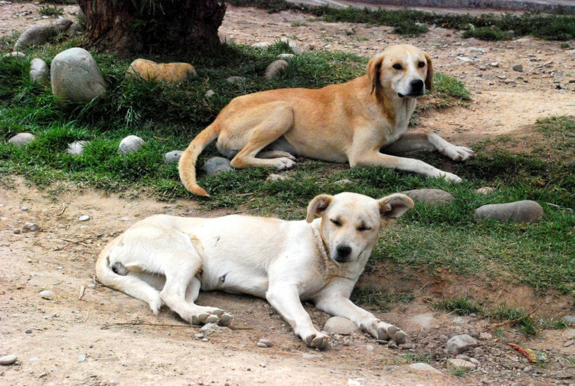 Cómo identificar y ayudar a los perros callejeros: guía completa y ...