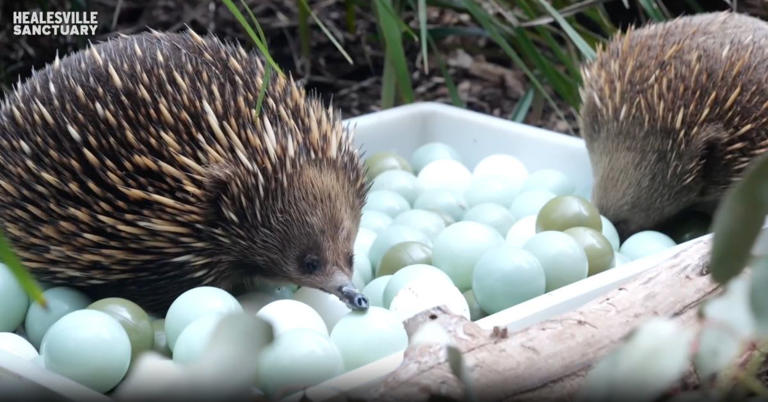 Echidna enjoys ball pit