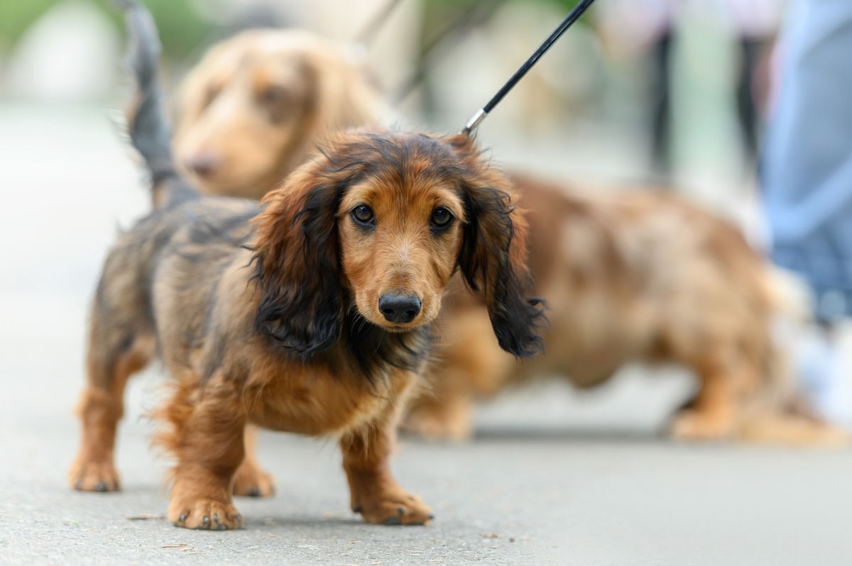 Dachshund puppy tries winter boots and immediately starts hippity-hopping