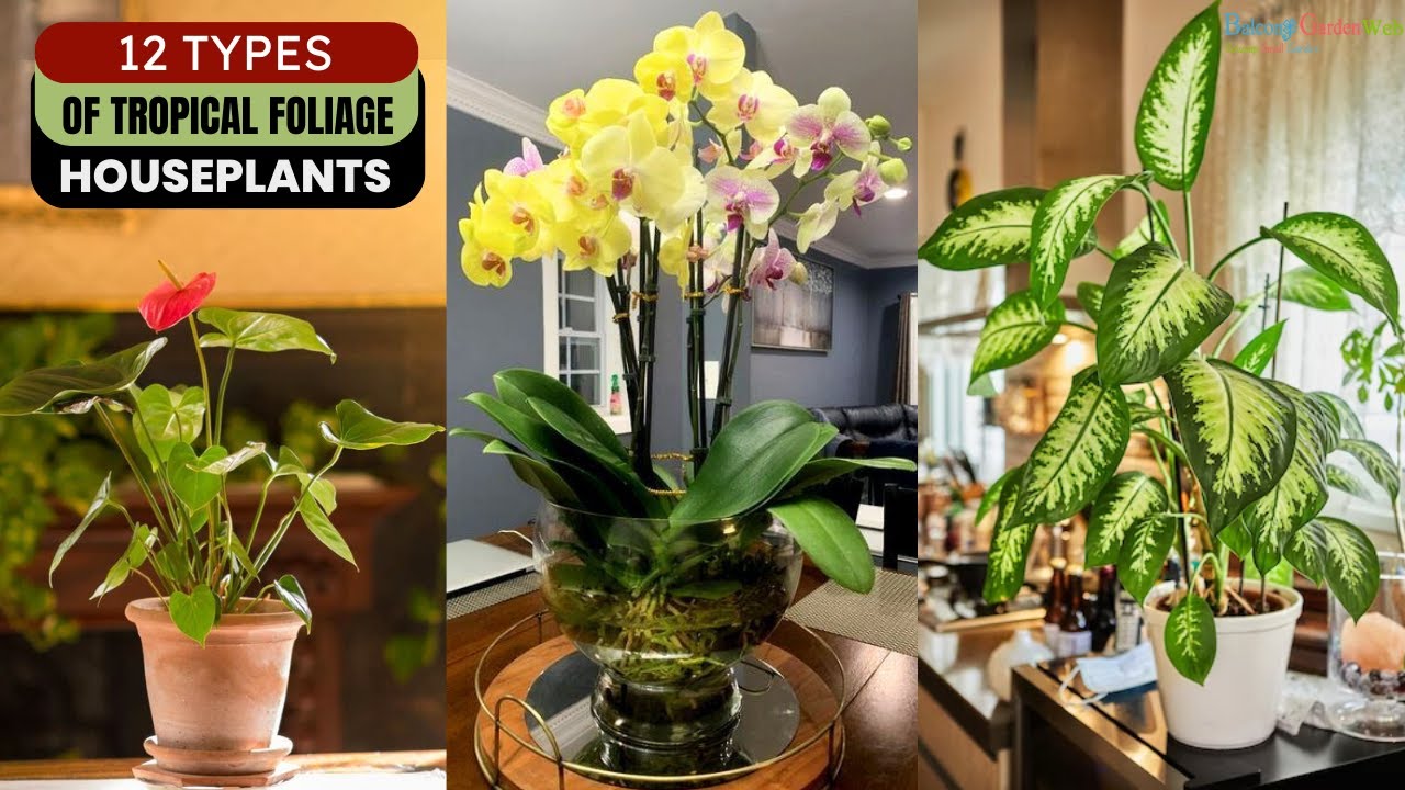 12 foliage plants that make your home feel like a paradise