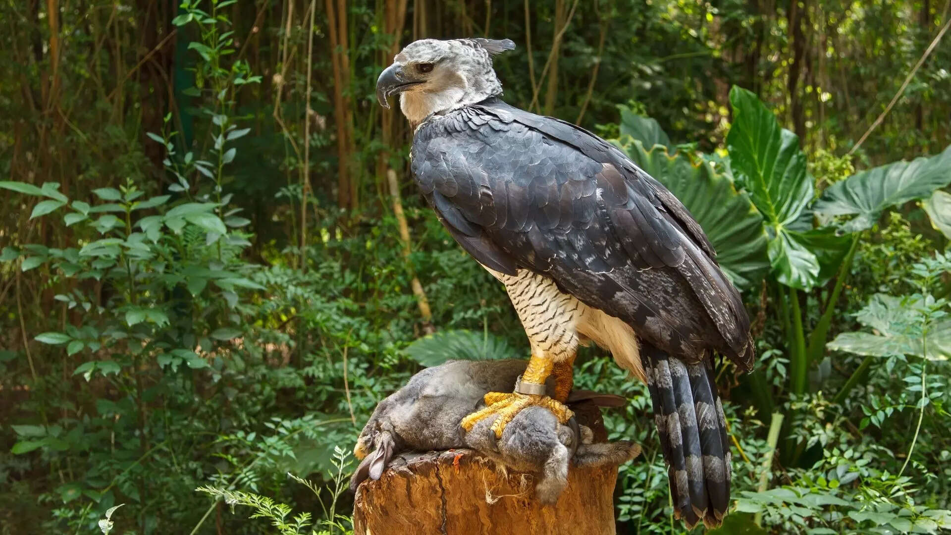 5 birds that use their beaks as dangerous weapons