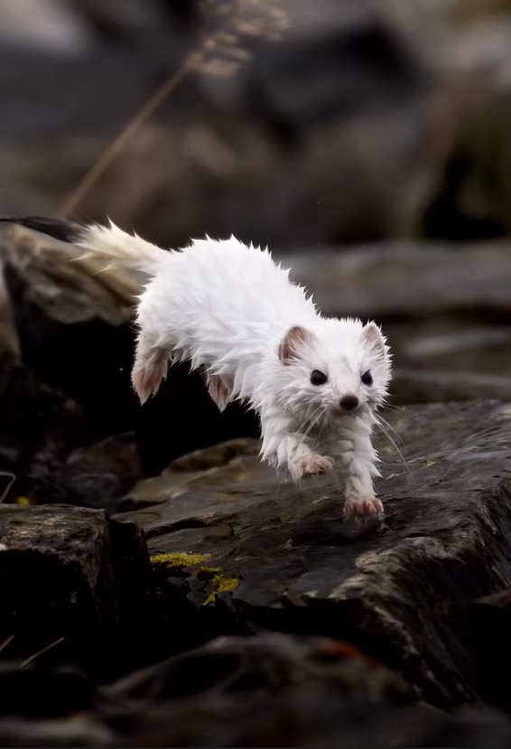 Attack every day fearlessly like an ermine on the hunt — inspiring ...