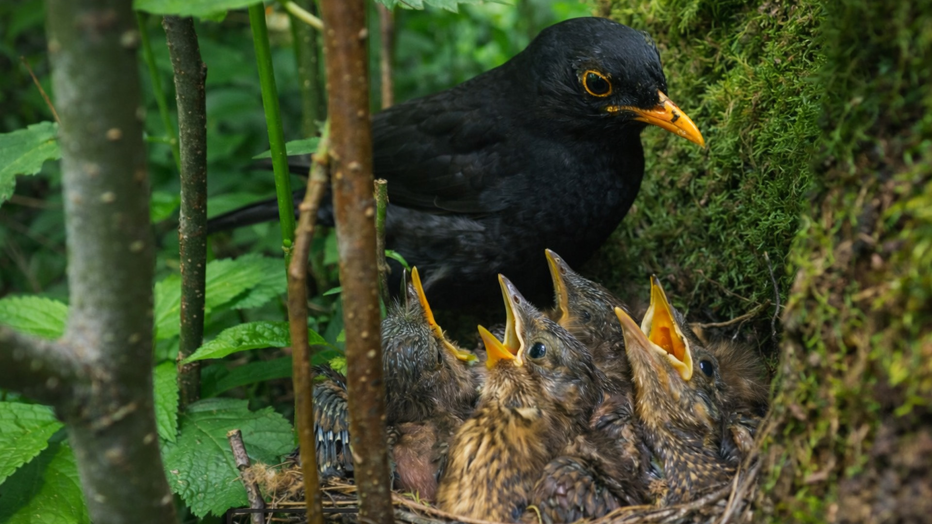 Feeding time in the forest