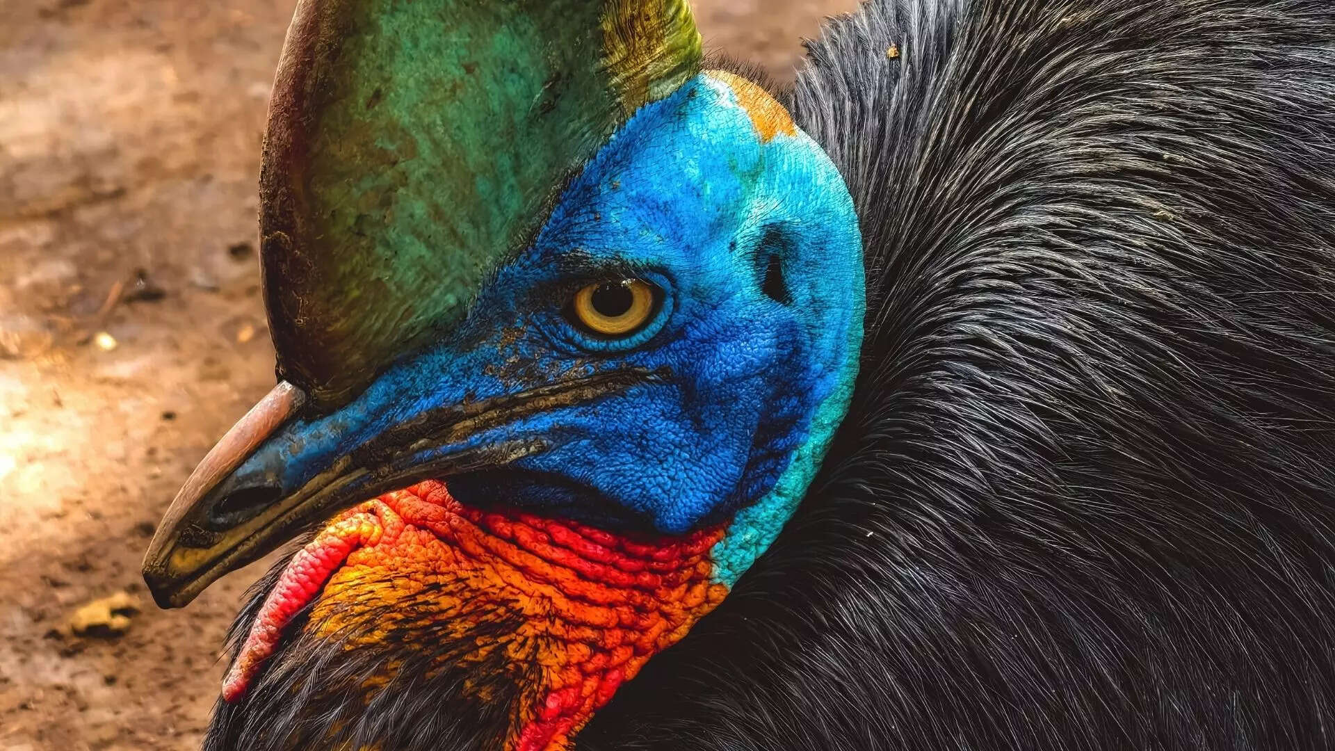 5 birds that use their beaks as dangerous weapons