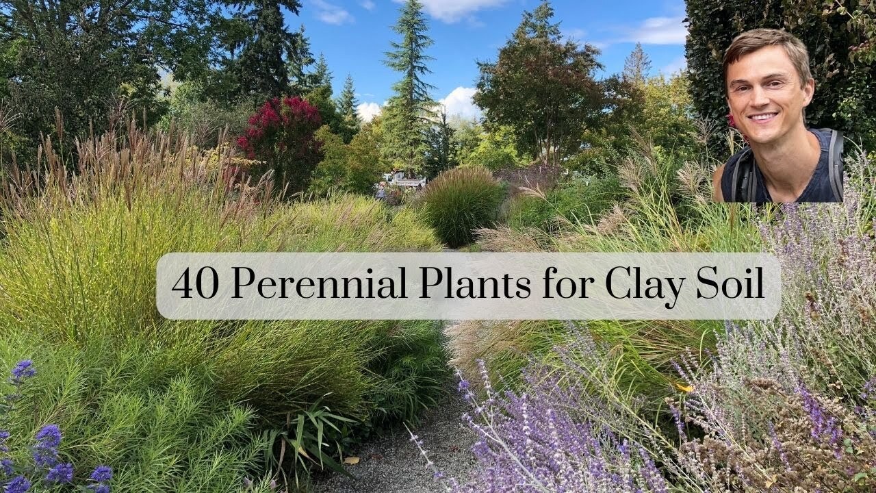 40 perennial plants for clay soil in the garden
