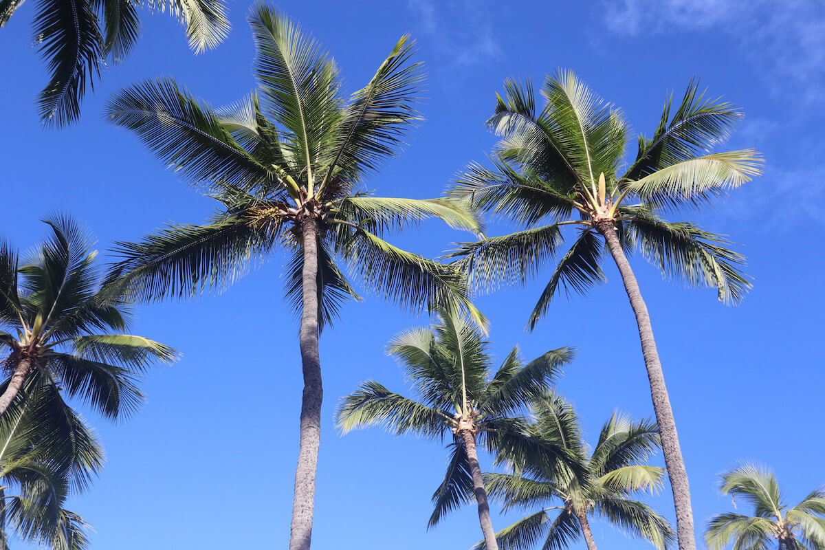 Getting from Kona to Hilo: What actually works (not what travel blogs ...