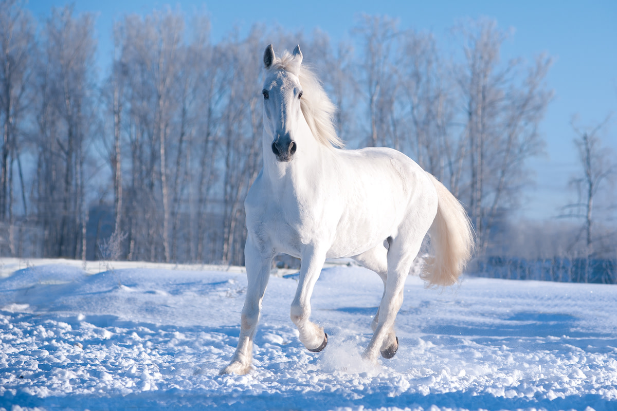 Massive horse rolls in the snow like a kid on a winter day
