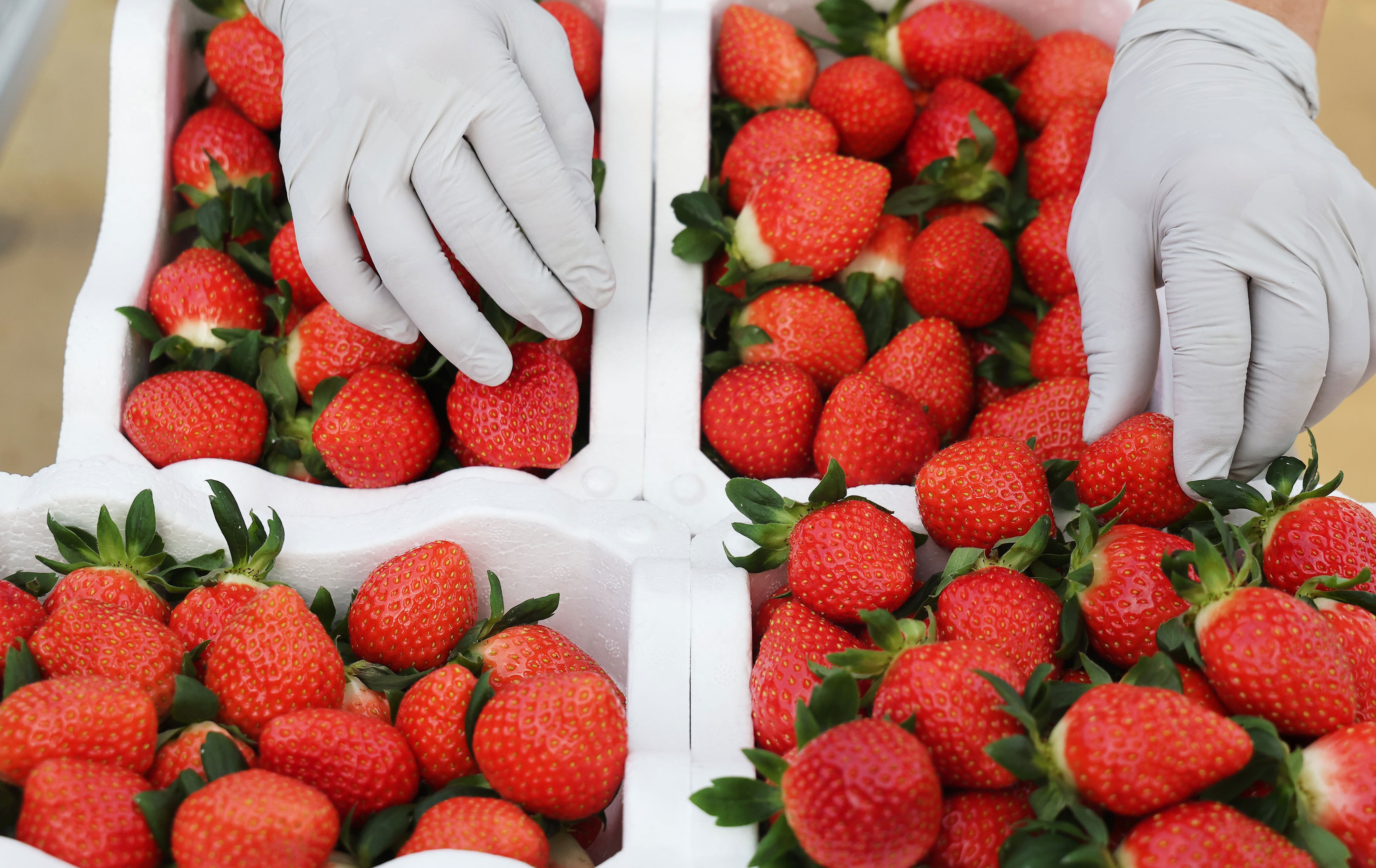 Strawberries outprice meat as farmers discard harvest