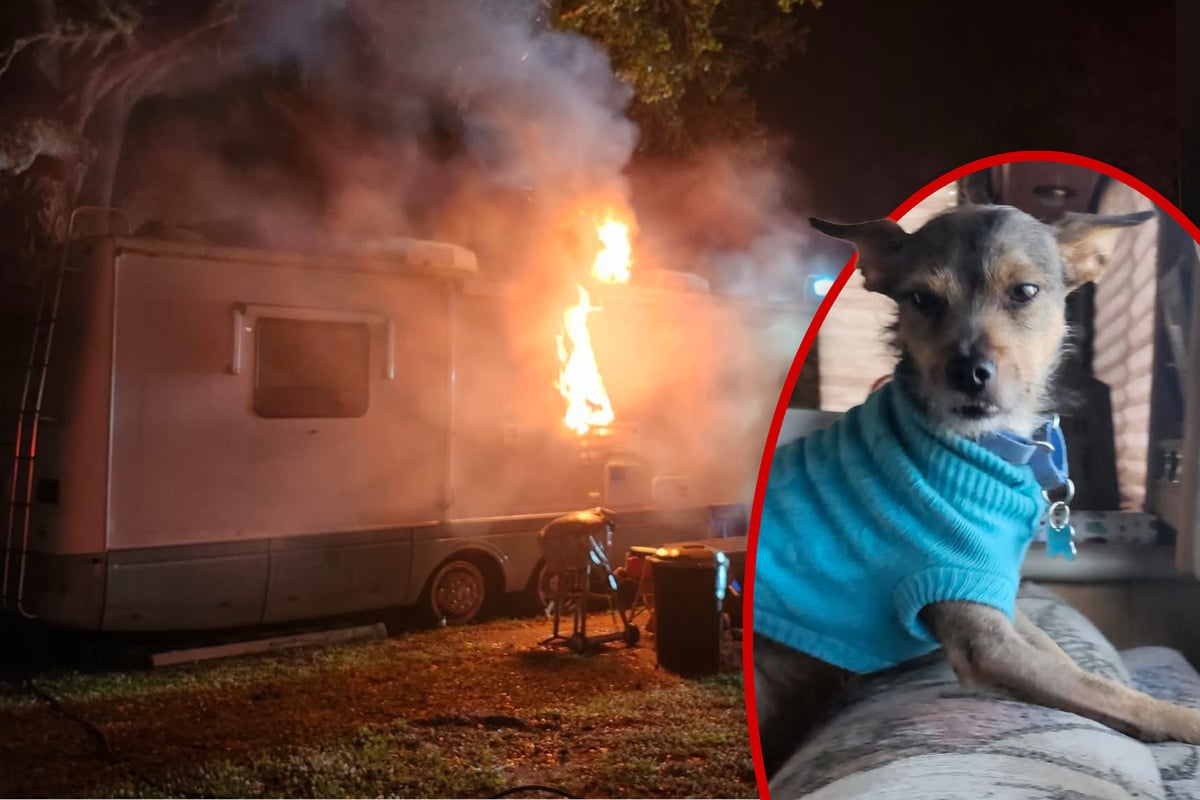 Puppy becomes a hero when flames engulf home with sleeping mom and daughter