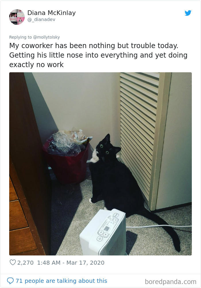 Someone suggests that couples working from home should blame things on ...